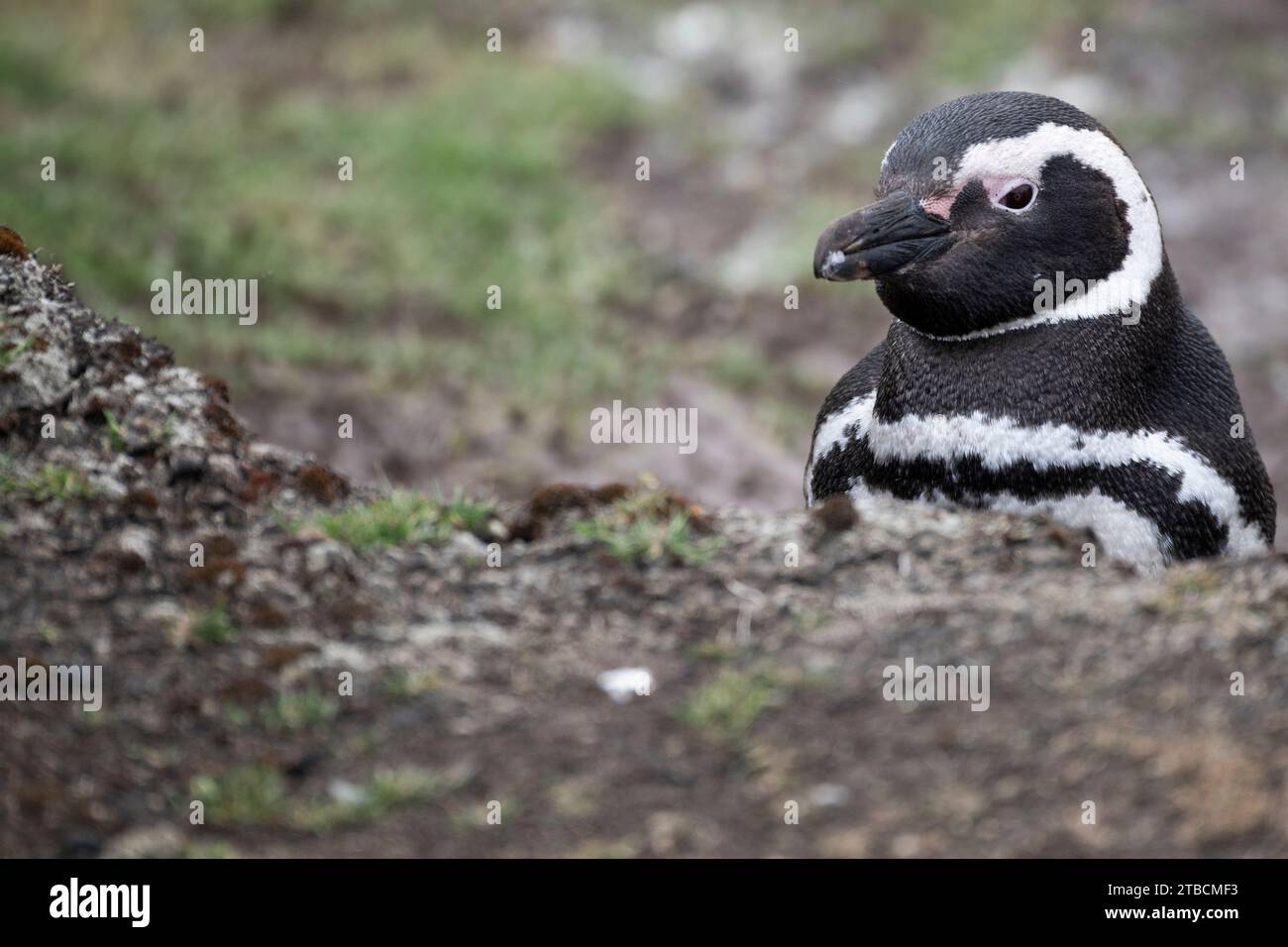 Falkland Islands, West Falklands, Saunders Island. Magellanic penguin ...