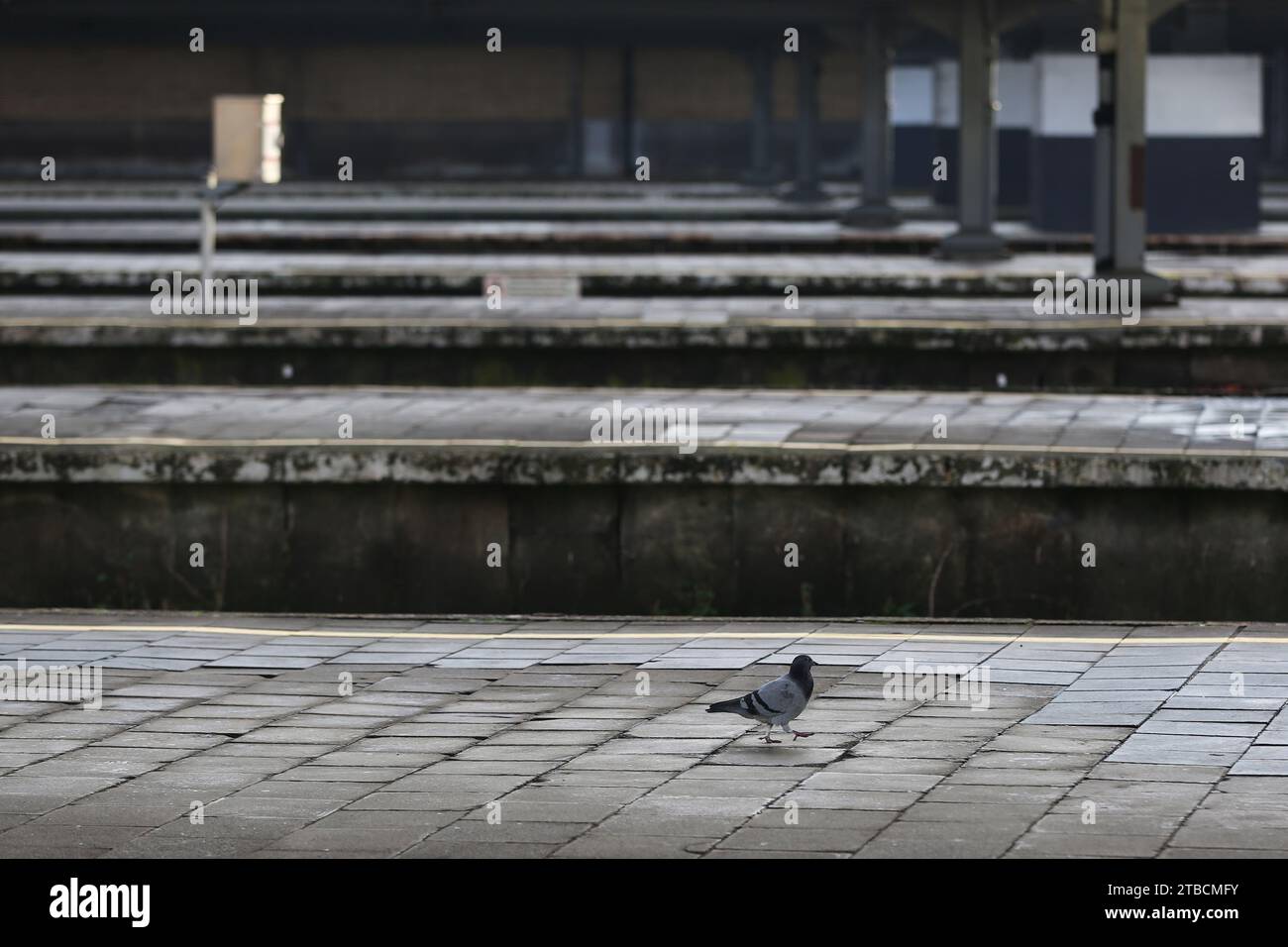 Pigeon strike hi-res stock photography and images - Alamy