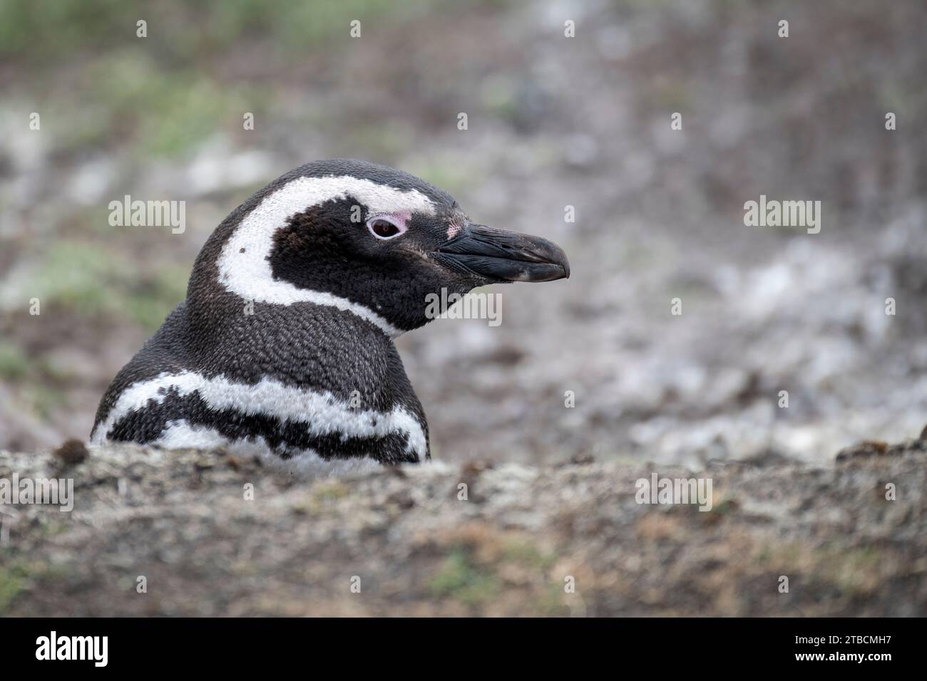 Falkland Islands, West Falklands, Saunders Island. Magellanic penguin ...