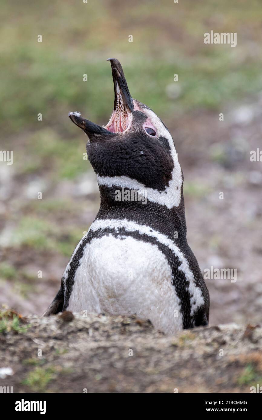 Falkland Islands, West Falklands, Saunders Island. Magellanic penguin ...
