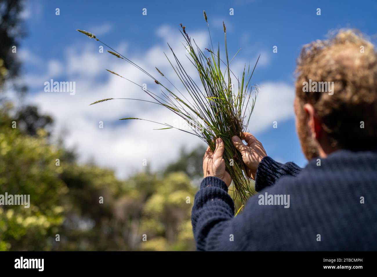 plant and soil agronomy by a farmer in a field on a farm Stock Photo ...