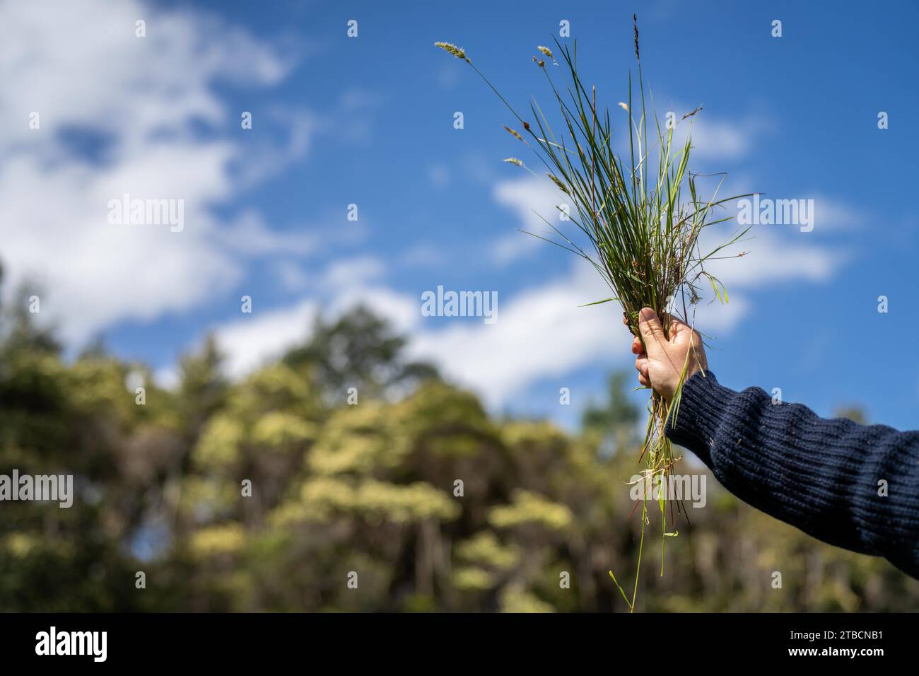 plant and soil agronomy by a farmer in a field on a farm Stock Photo ...