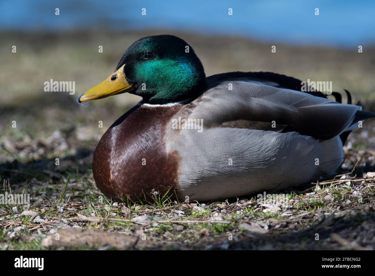 Mallard water patterns hi-res stock photography and images - Alamy