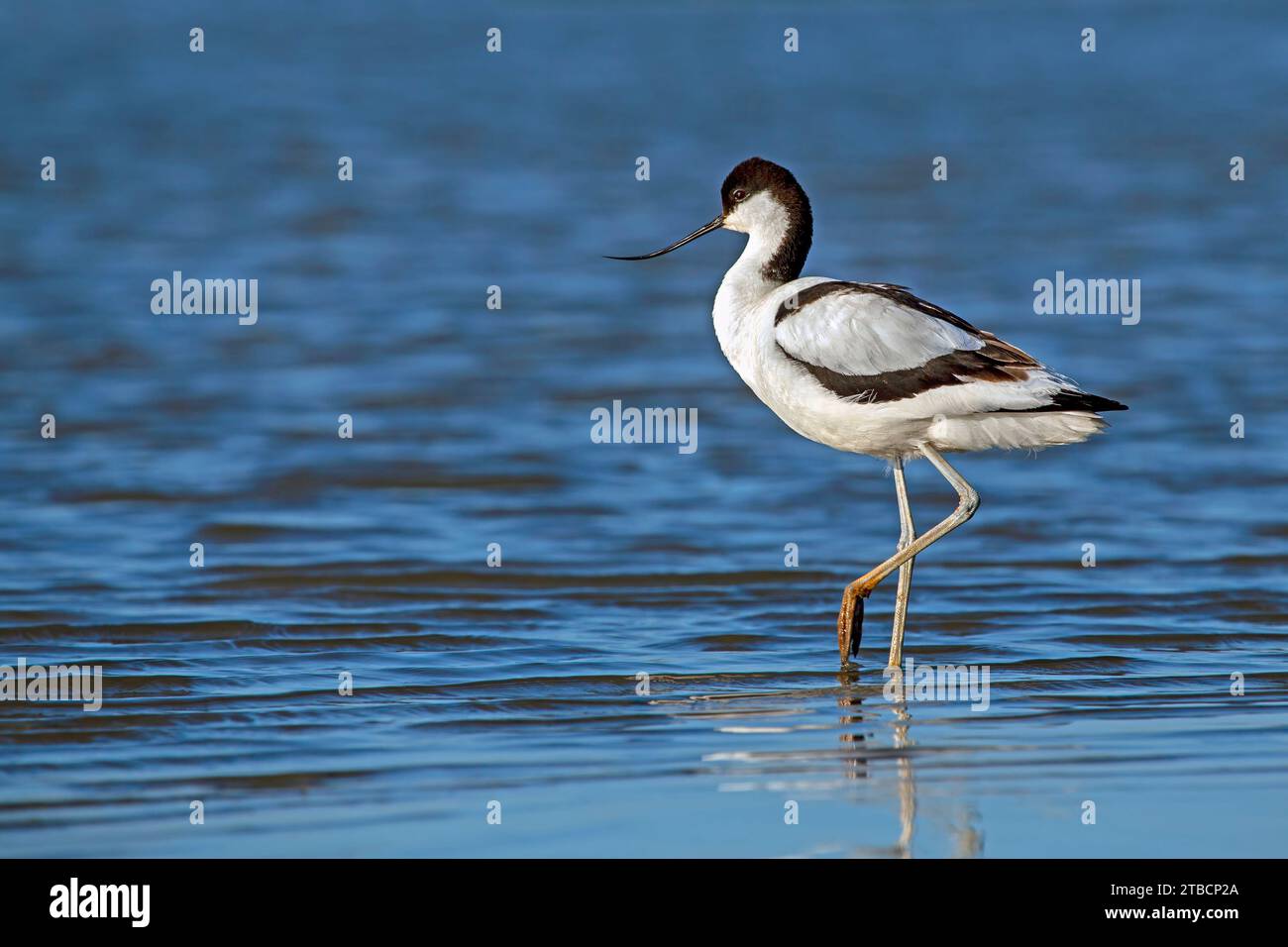 Recurvirostra avoset hi-res stock photography and images - Alamy