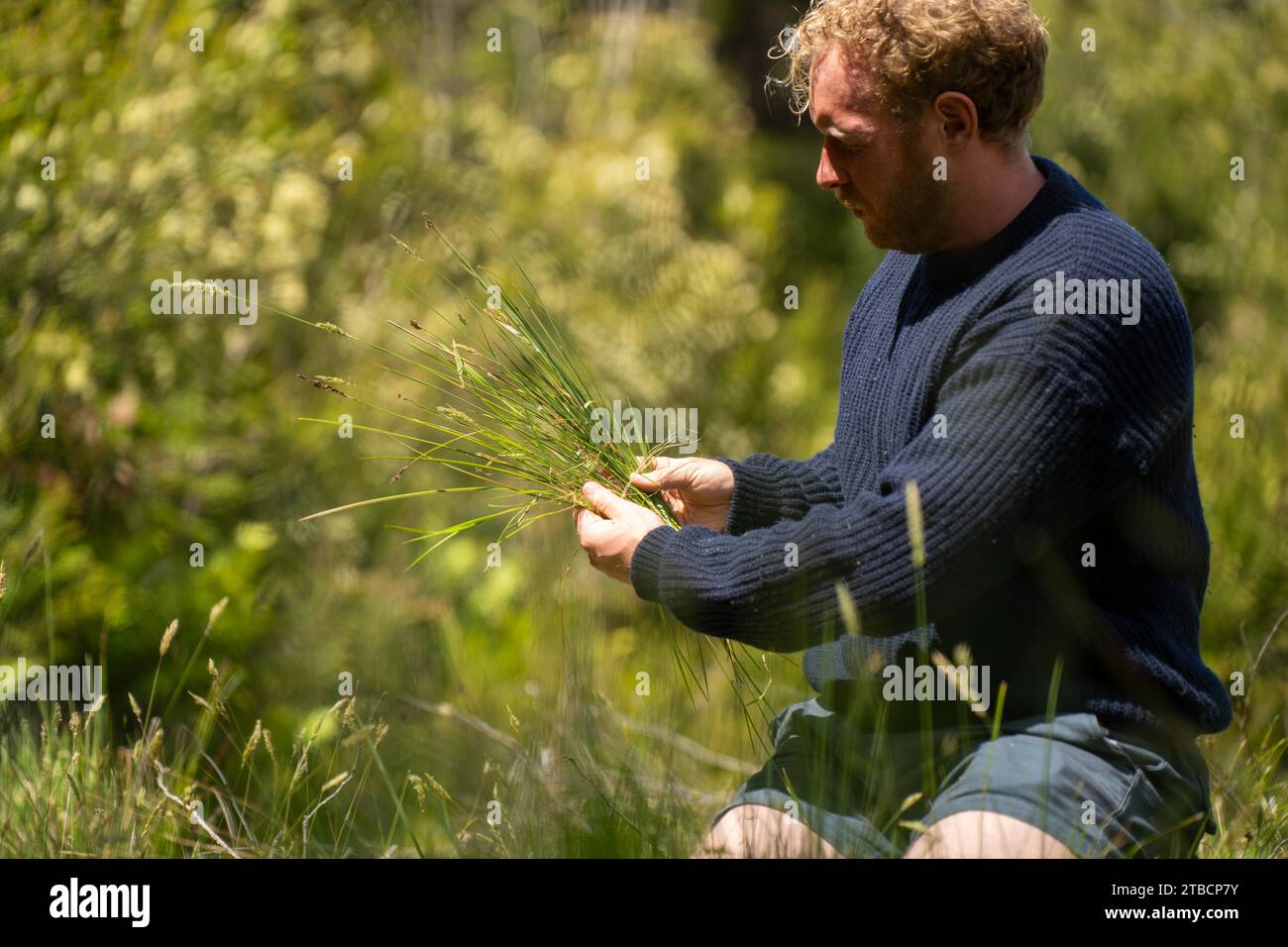 plant and soil agronomy by a farmer in a field on a farm Stock Photo ...