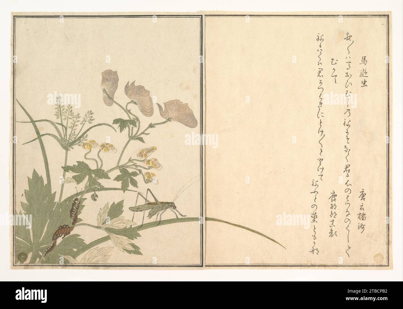 Katydid (Umaoi-mushi); Centipede, (Mukade), from the Picture Book of ...