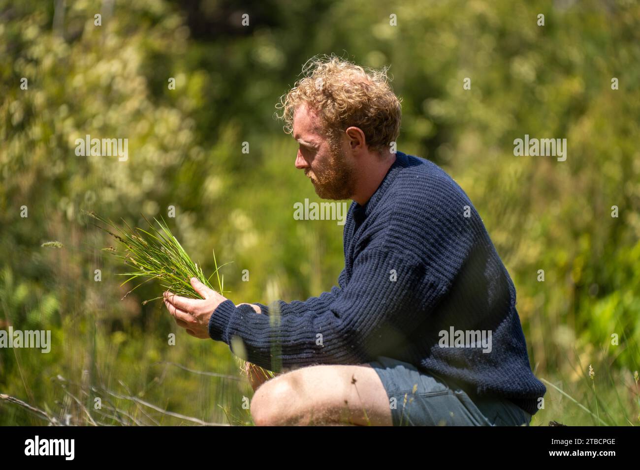 plant and soil agronomy by a farmer in a field on a farm Stock Photo ...