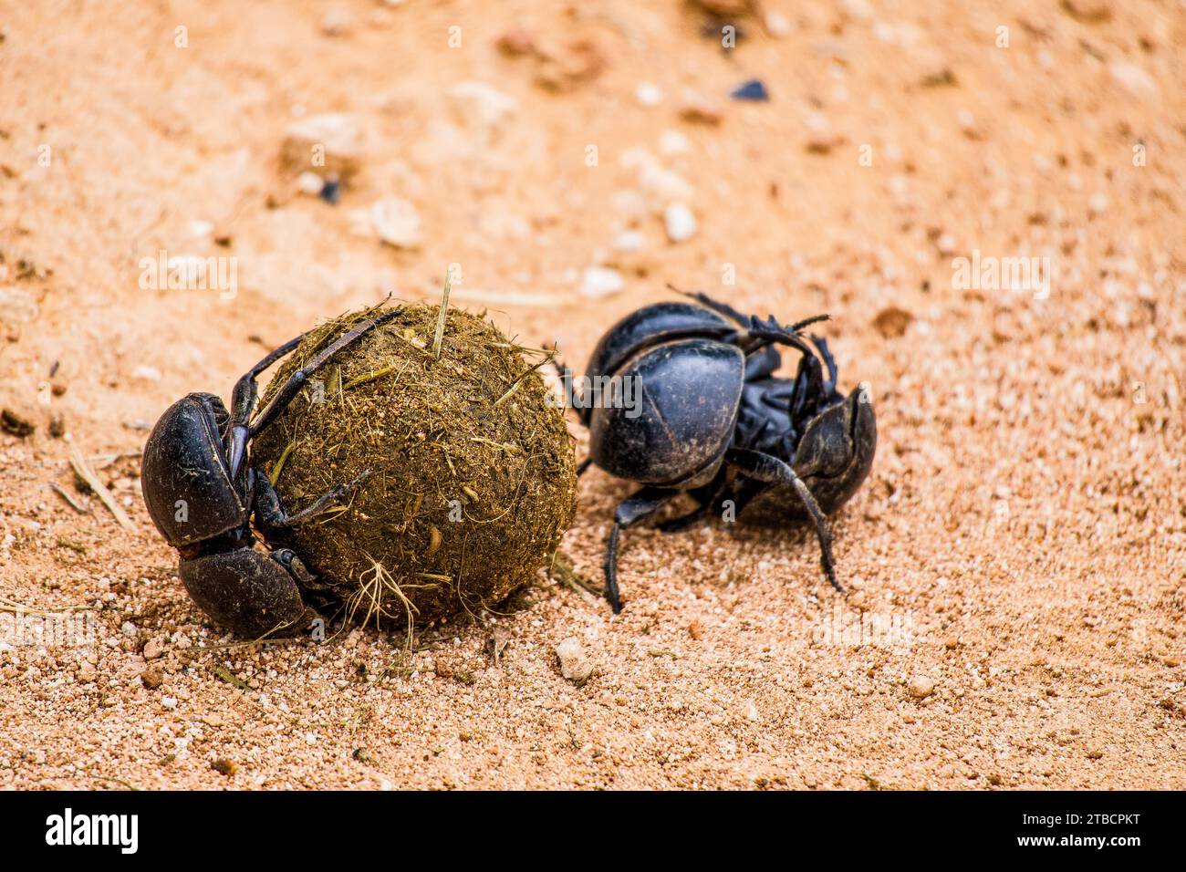Elephant dung hi-res stock photography and images - Alamy