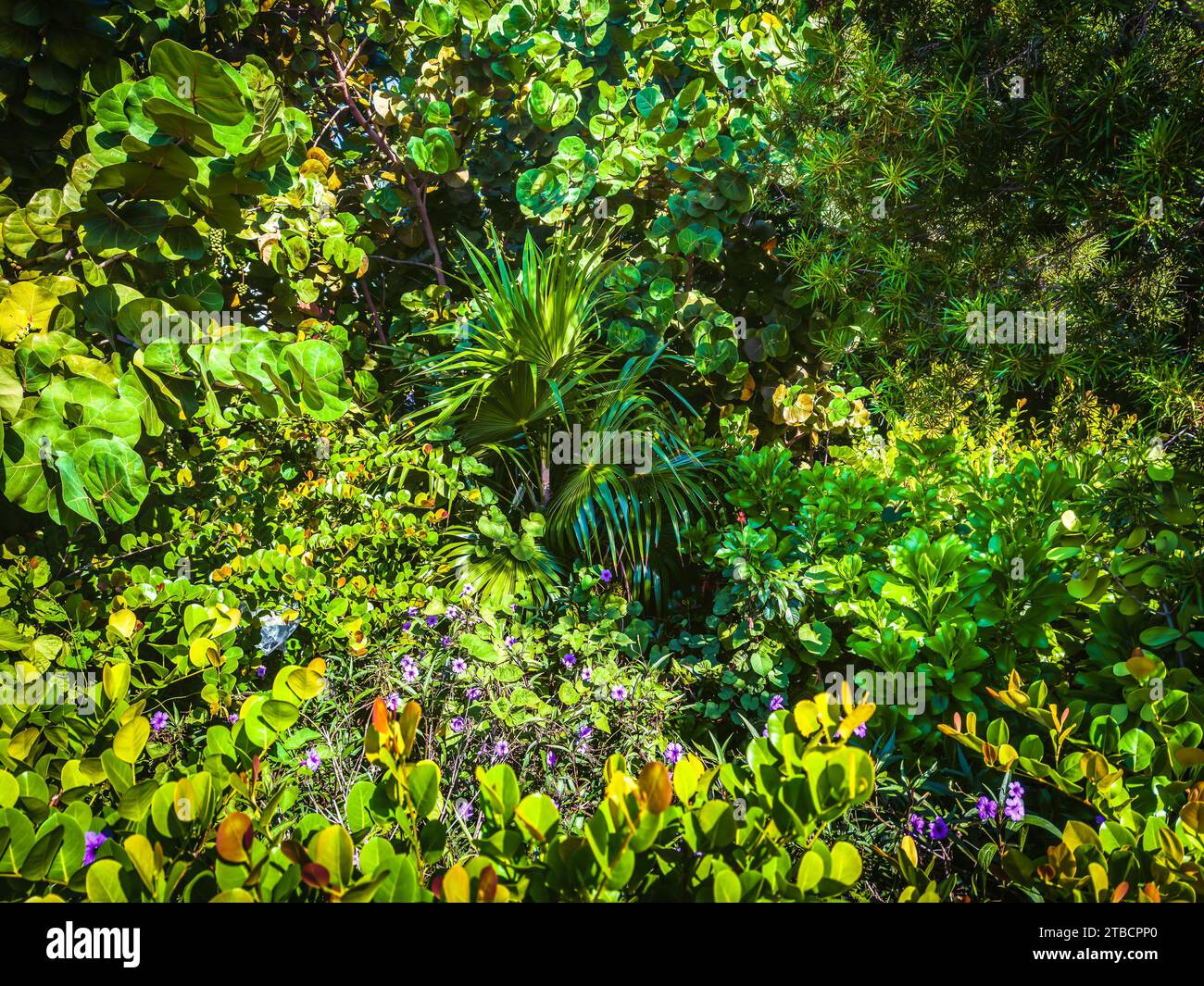 Vegetation variety hi-res stock photography and images - Alamy