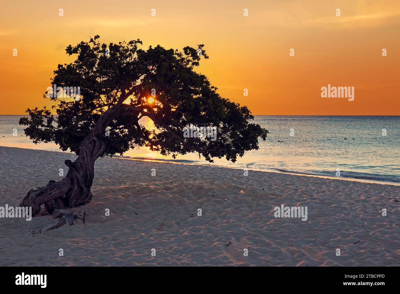 Dividivi tree on Aruba Stock Photo - Alamy