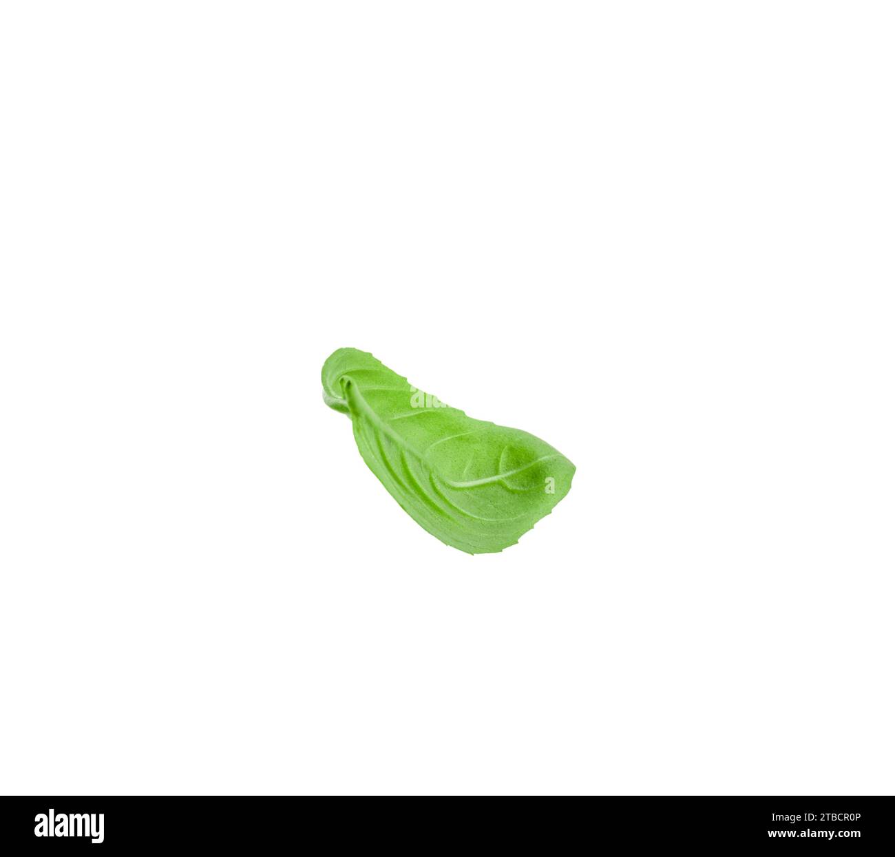 Basil isolated. Basil green fresh leaf flat lay isolated on white ...