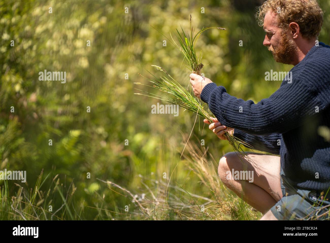 plant and soil agronomy by a farmer in a field on a farm Stock Photo ...