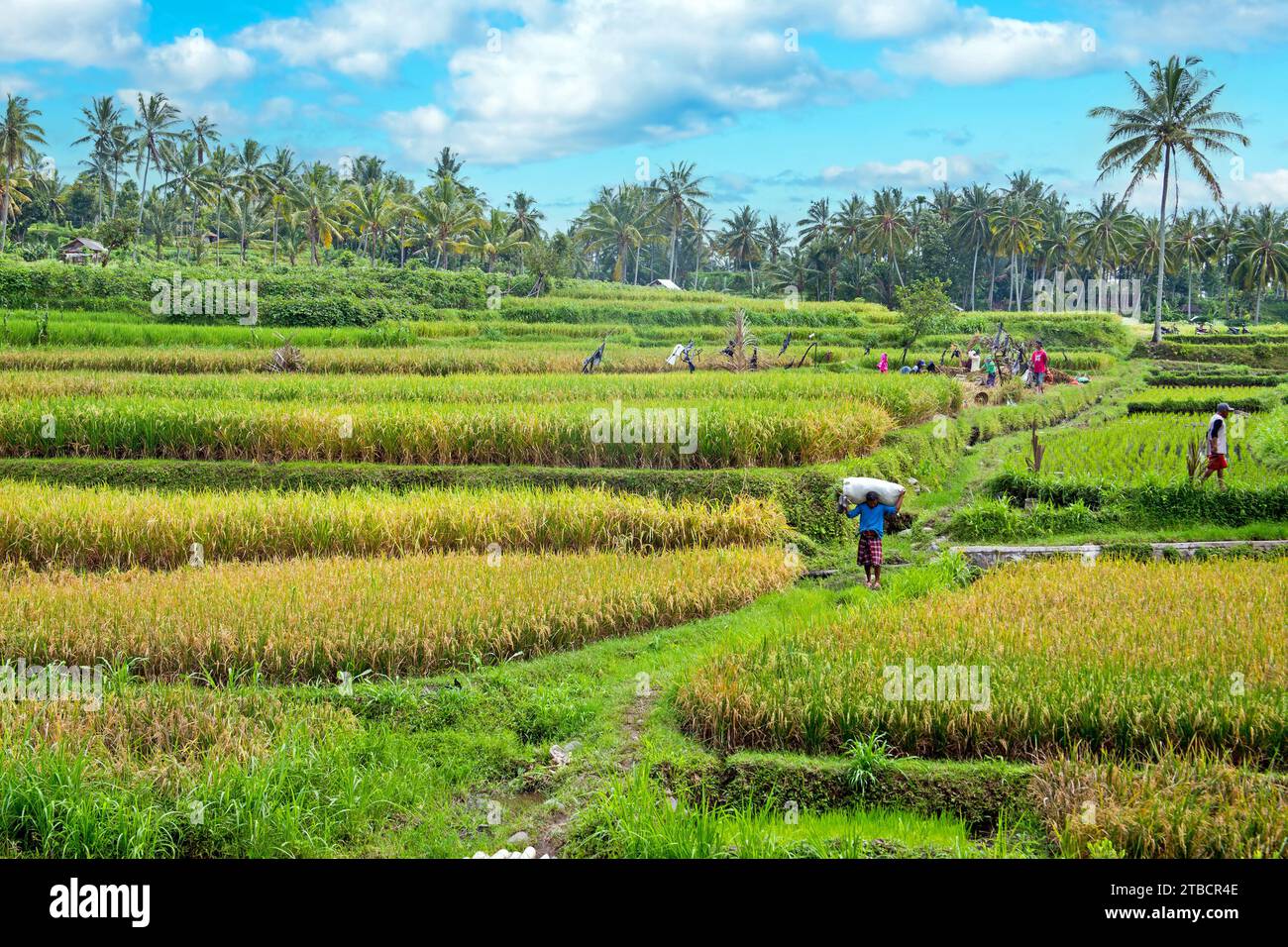Workers on the land planting rice in the fields of Java Indonesia Stock ...