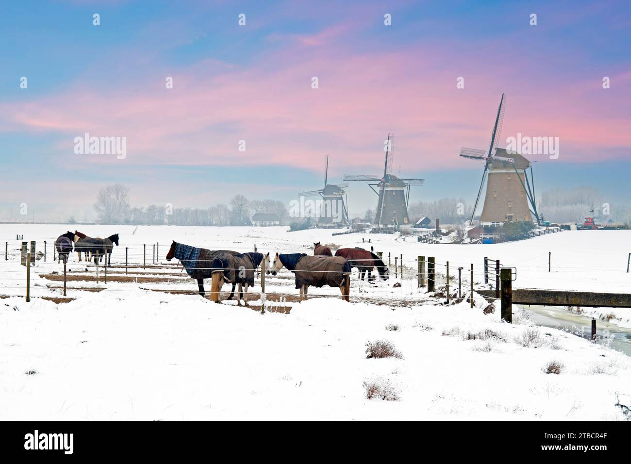Typical dutch winter landscape with traditional windmills in the ...