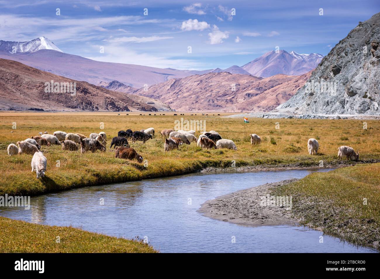 Changthangi or Ladakh Pashmina goats, Hanle, Ladakh, India Stock Photo ...
