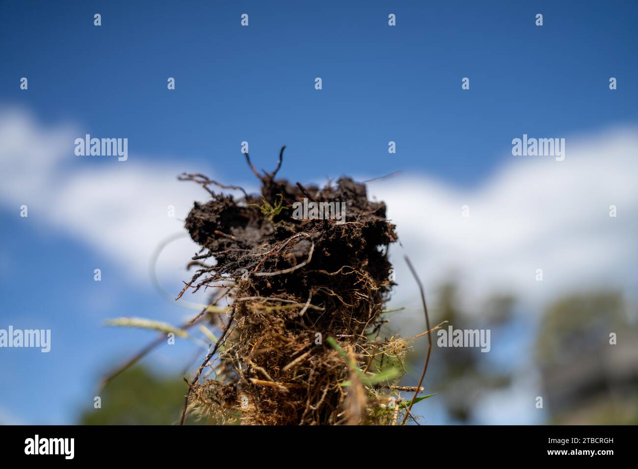 plant and soil agronomy by a farmer in a field on a farm Stock Photo ...