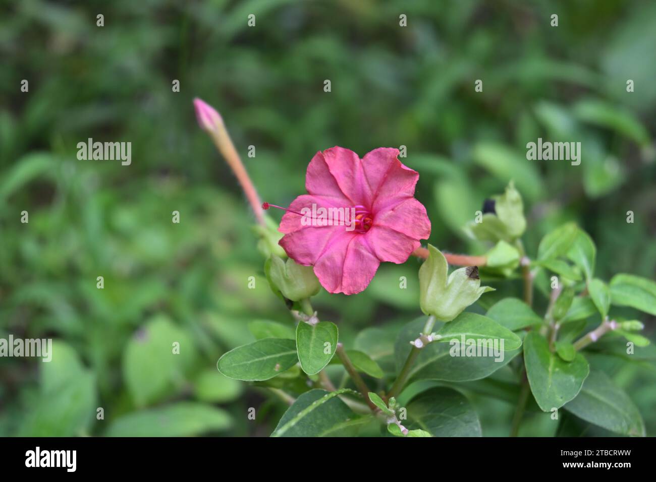 Pinkish four oclock hi-res stock photography and images - Alamy