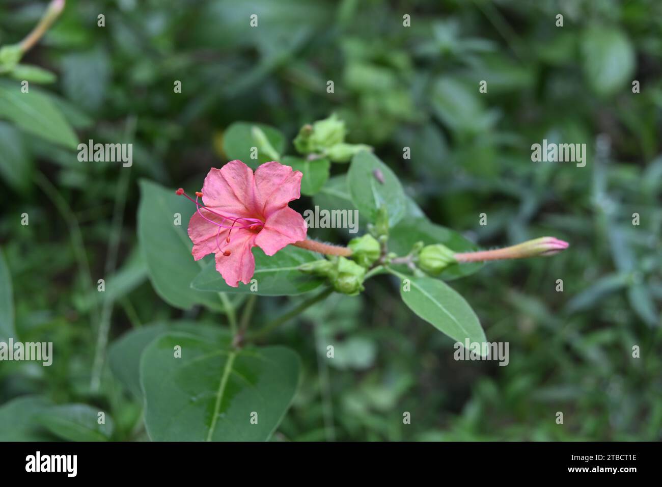Angle view of a pale orange color Marvel of Peru (Mirabilis Jalapa ...