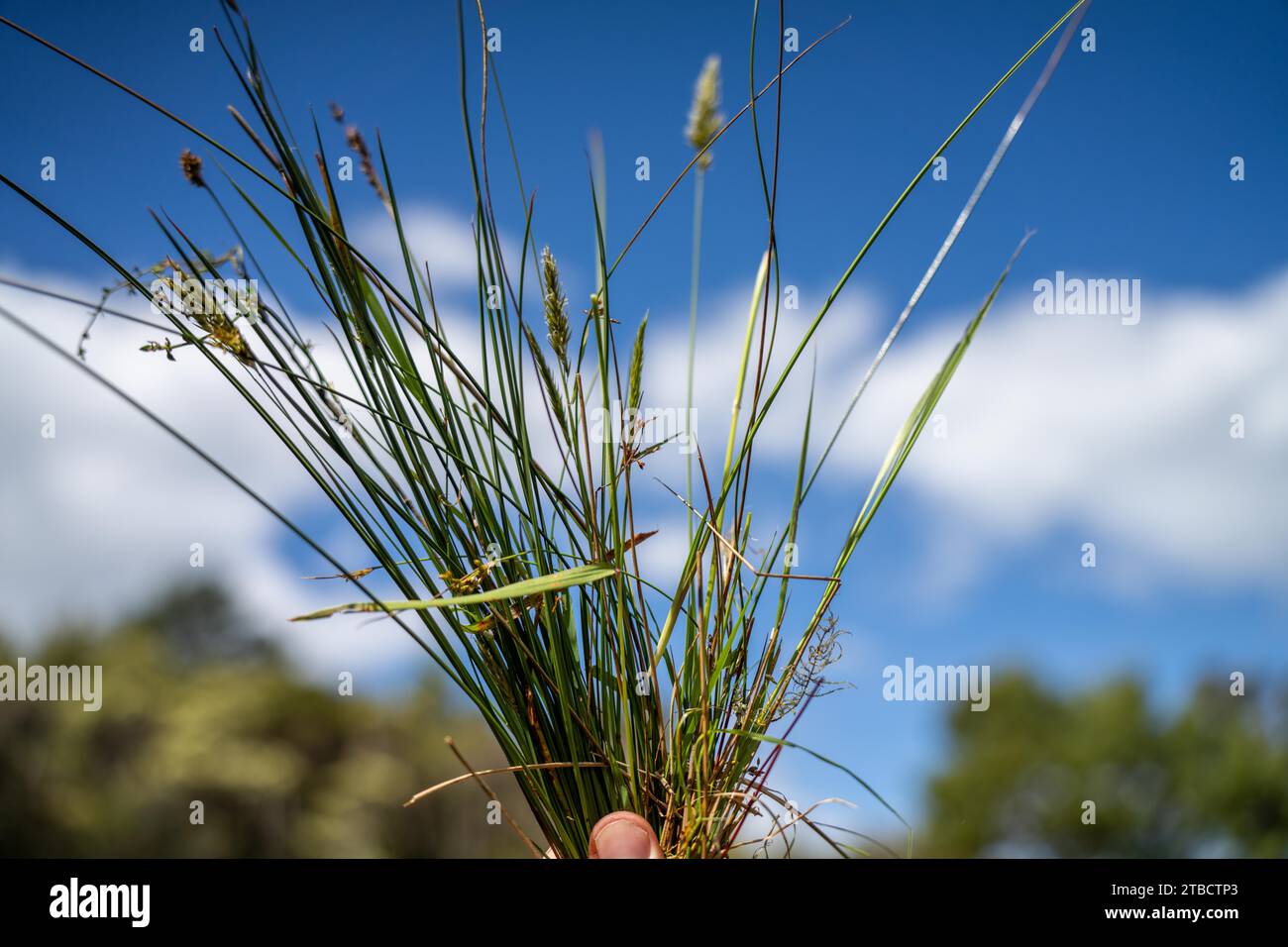 plant and soil agronomy by a farmer in a field on a farm Stock Photo ...