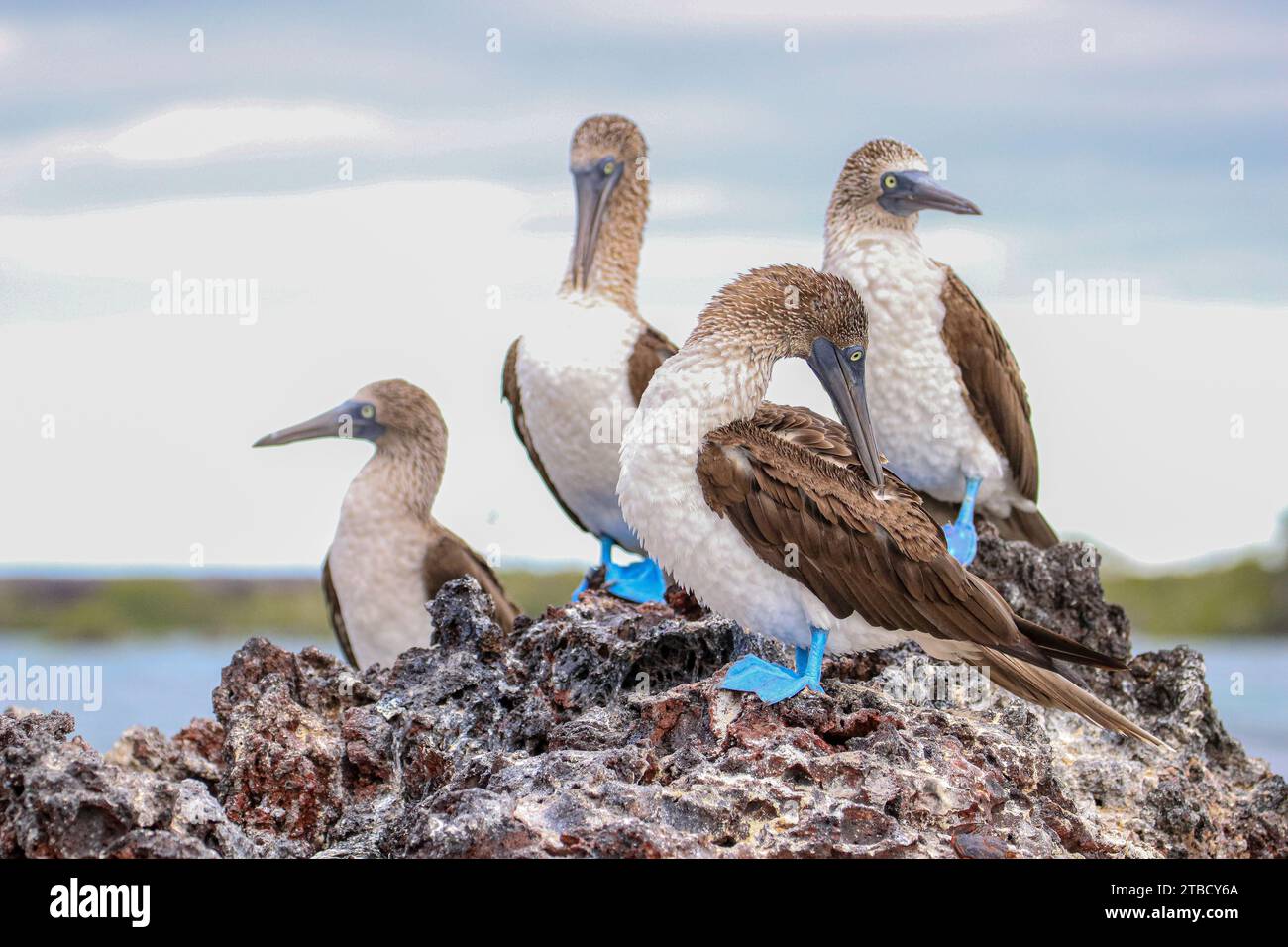 Blue-footed Boobies on a rocky outcrop at Bahia Elizabeth on Isabela ...