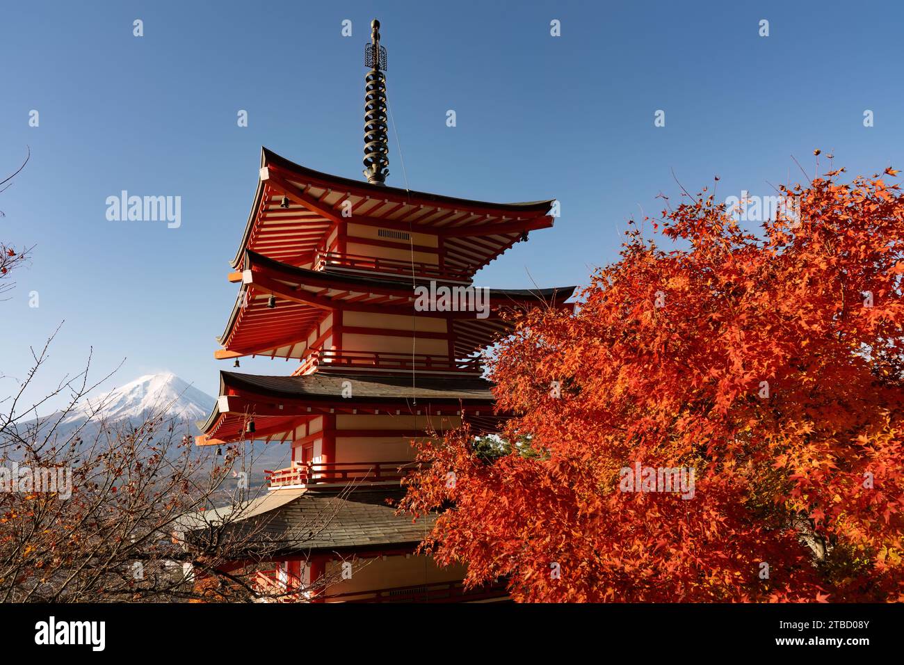 Red autumn in Japan. Chureito pagoda in Fujiyoshida with mount Fuji. Beautiful japanese landmark ...
