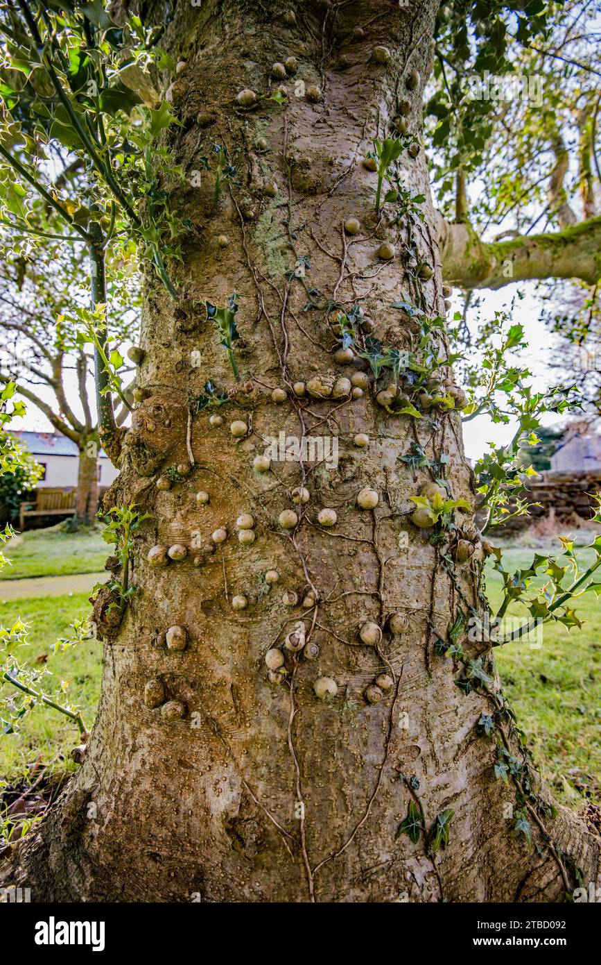 Circular bumps on holly bark hi-res stock photography and images - Alamy