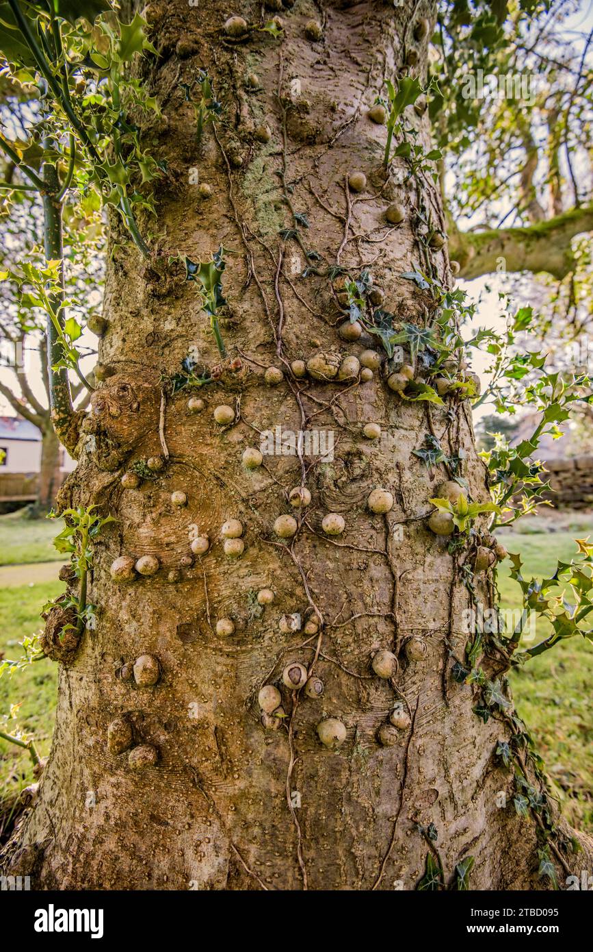 Holly tree, IIex aquifolium, with multiple circular bumps or galls upon ...