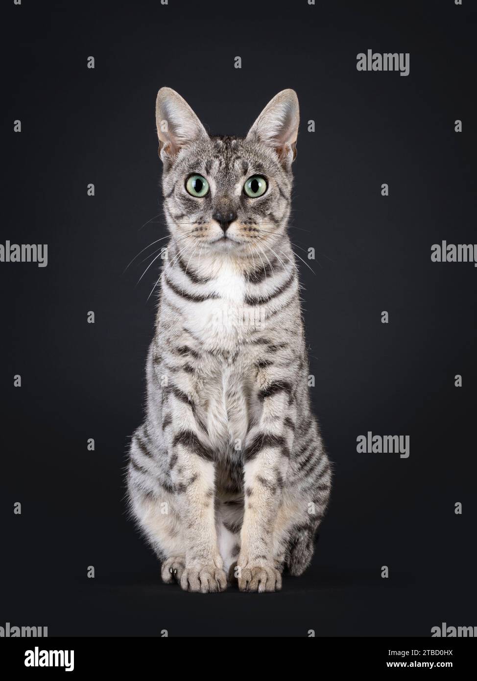 Adult F7 Savannah cat, sitting up straight. Looking straight to camera ...