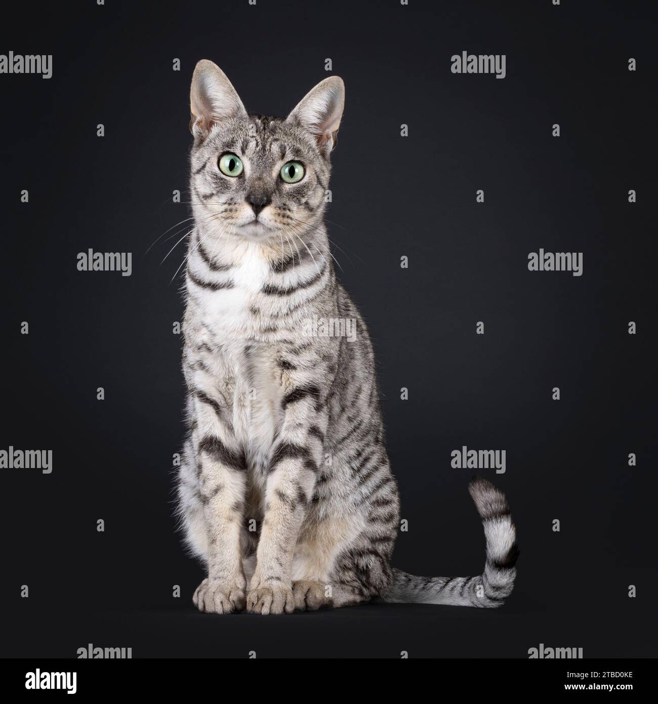 F7 savannah cat hi-res stock photography and images - Alamy