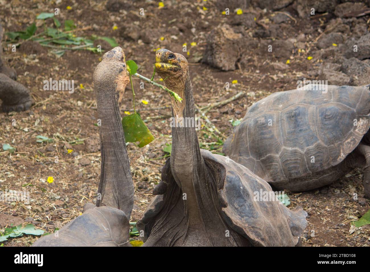 Hood Island Giant Tortoise at Gregory Butcher blog