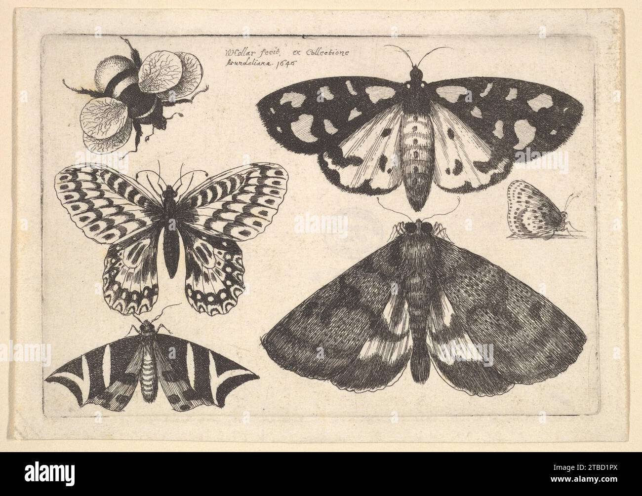 Three moths, two butterflies and a bumble bee 1926 by Wenceslaus Hollar ...