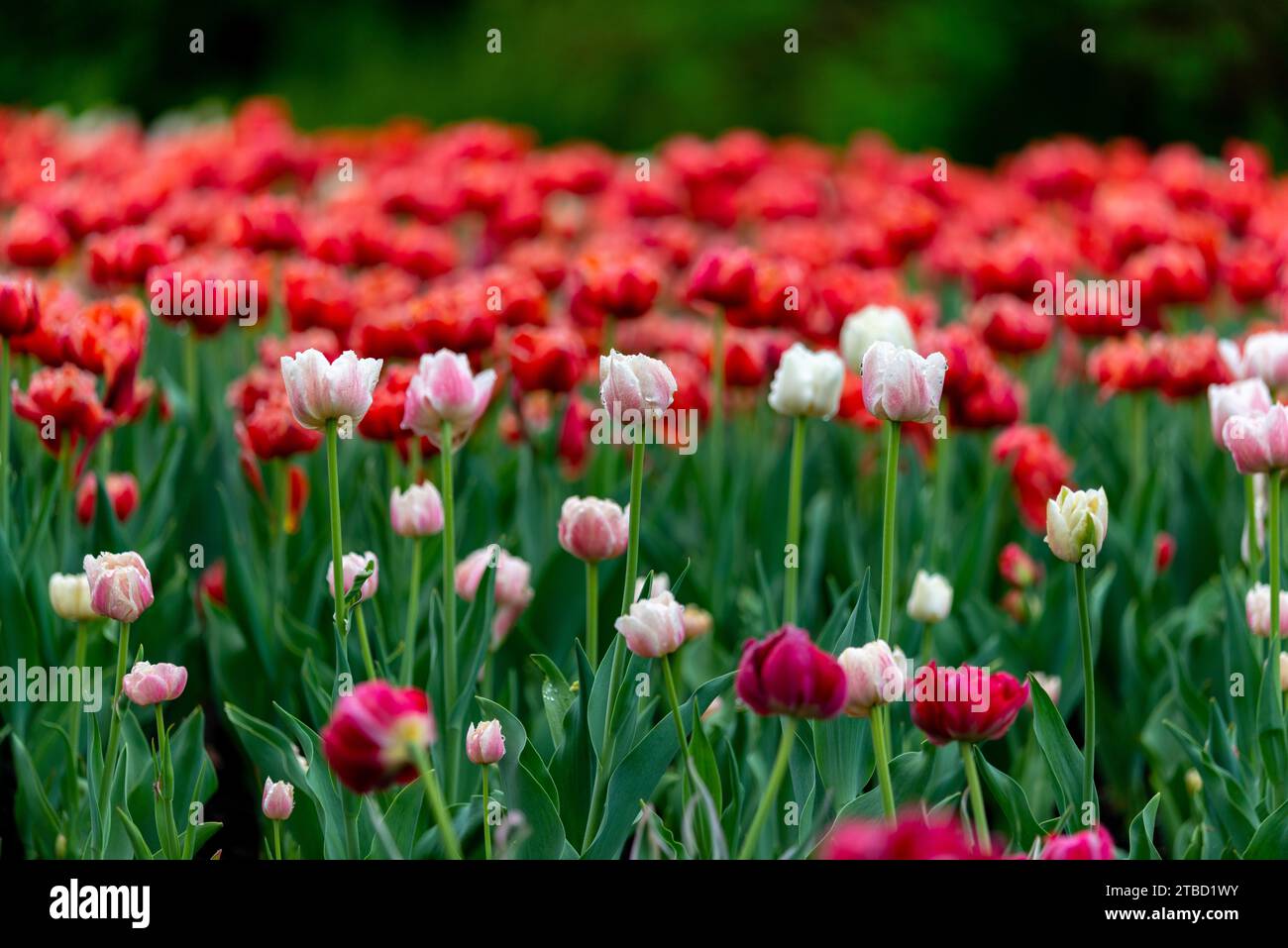A field of light pink tulips with blurry red tulips in the background ...