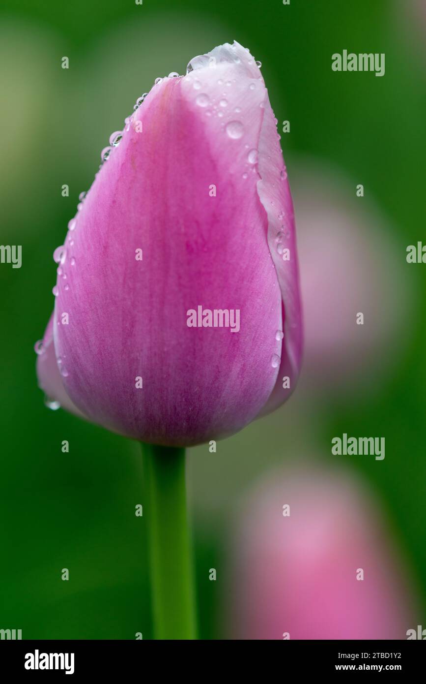 Macro of waterdrops on a pink tulip over a green background Stock Photo ...