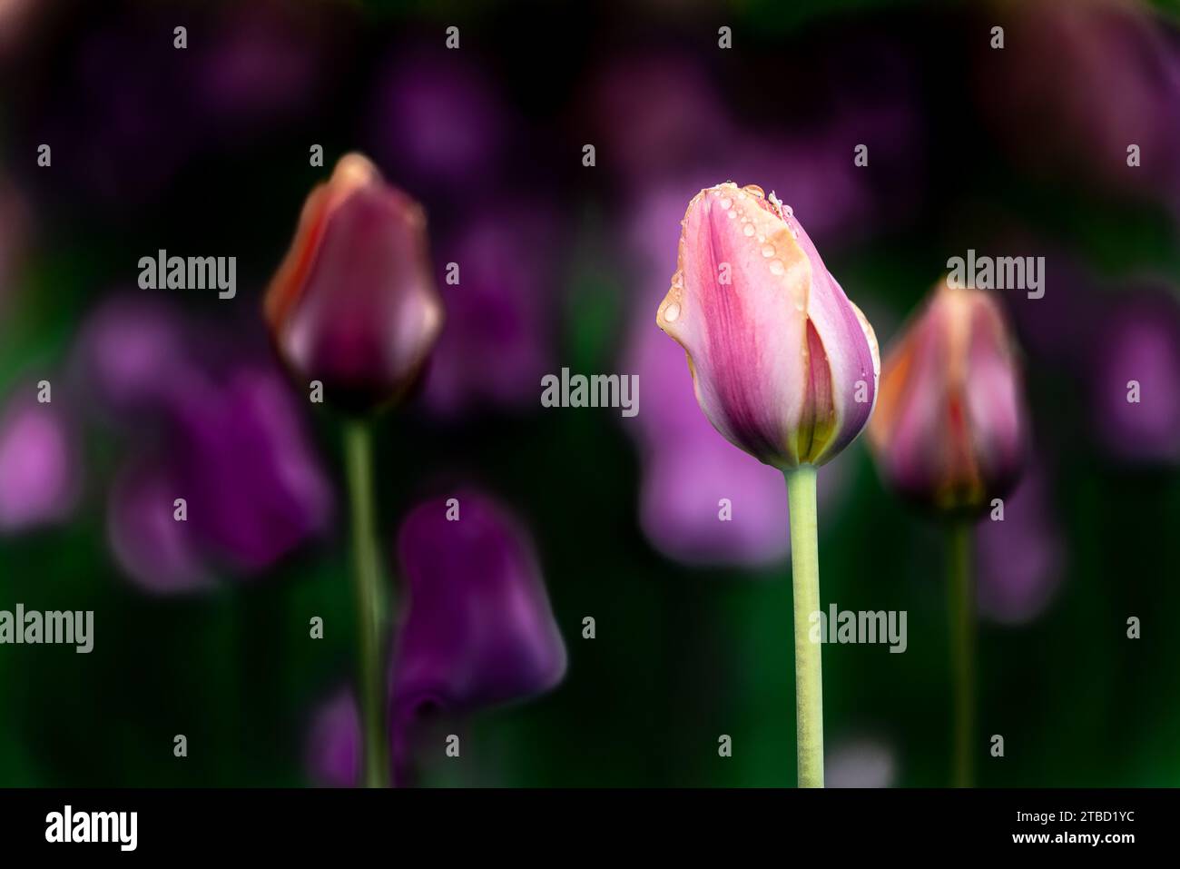 Macro of waterdrops on a pink tulip over a dark green background with ...