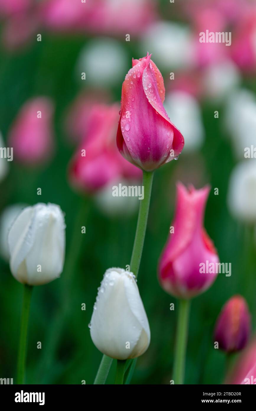 Macro of waterdrops on a pink tulip over a green background with blurry ...