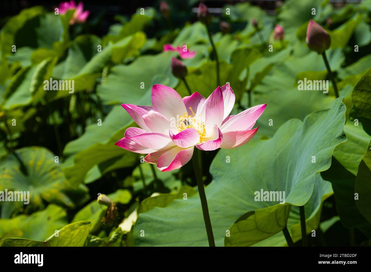Lotus leaves full water hi-res stock photography and images - Alamy