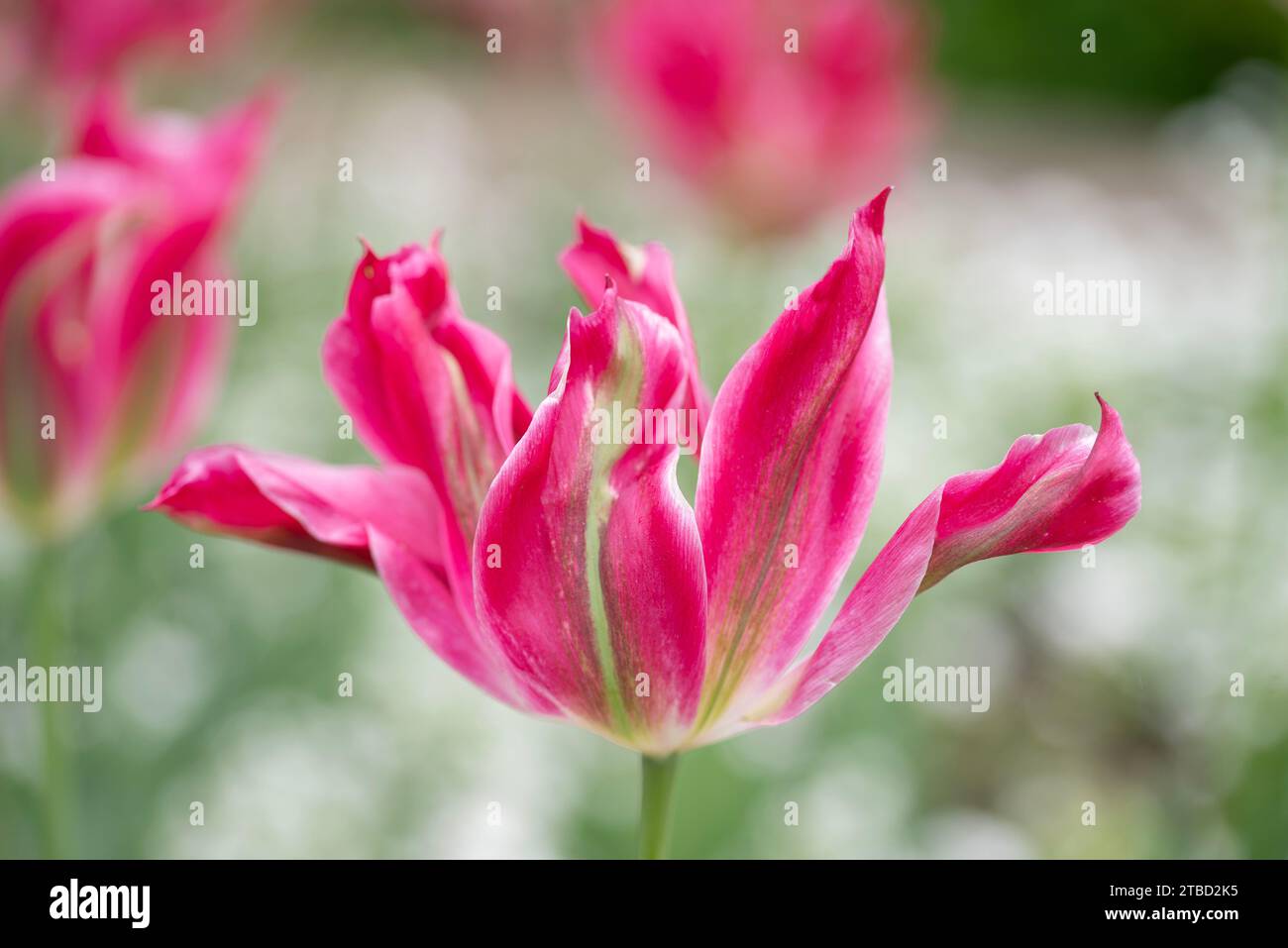 Close-up of a fancy striated pink and white parrot tulip Stock Photo ...