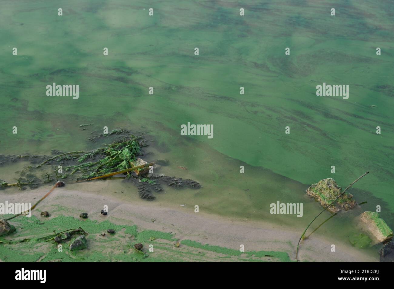 Algal bloom due to pollution and phosphate in water. Bad ecology Stock ...