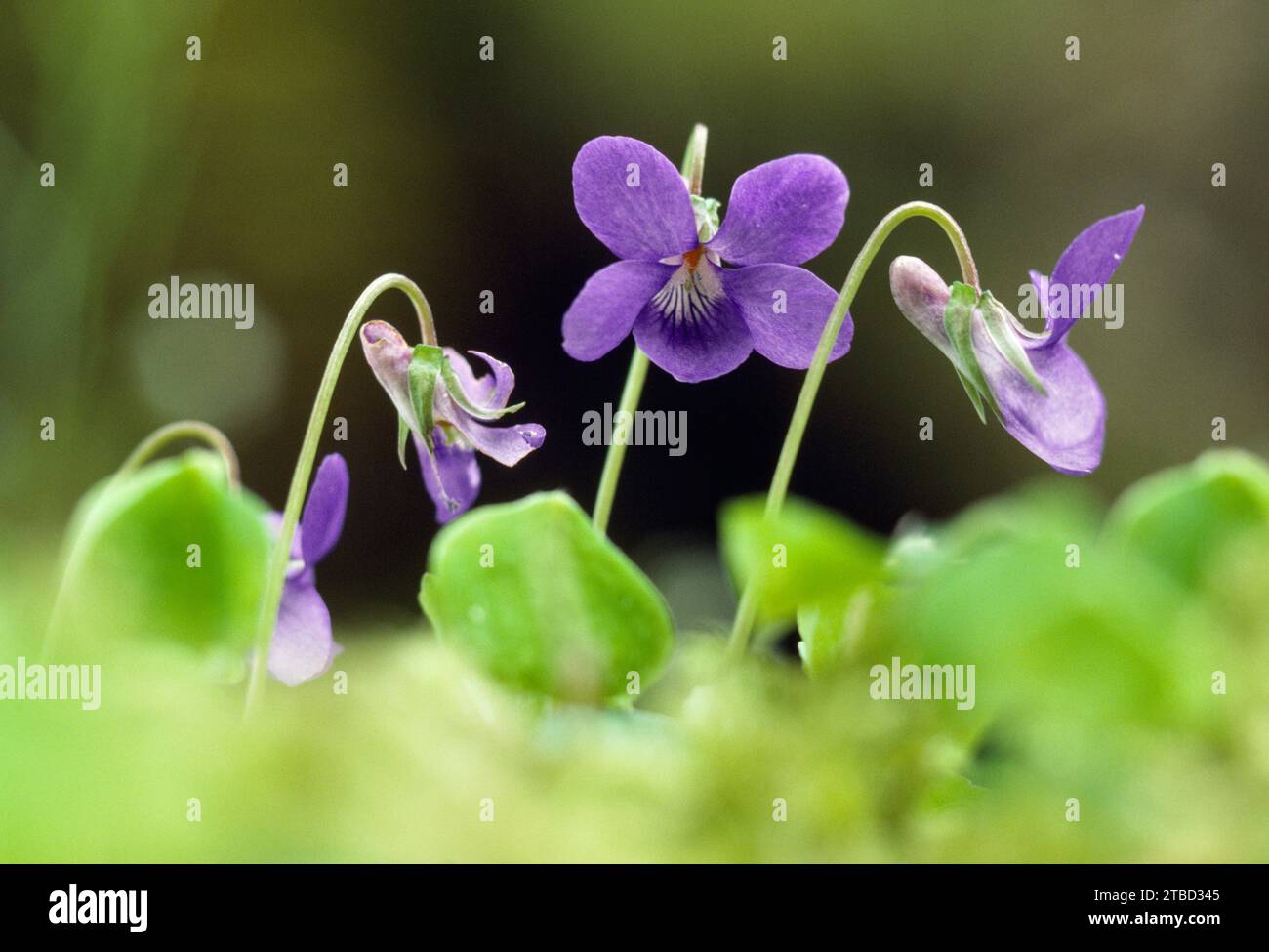 Common Dog Violet (Viola riviniana) photographed from low angle, Argyll ...