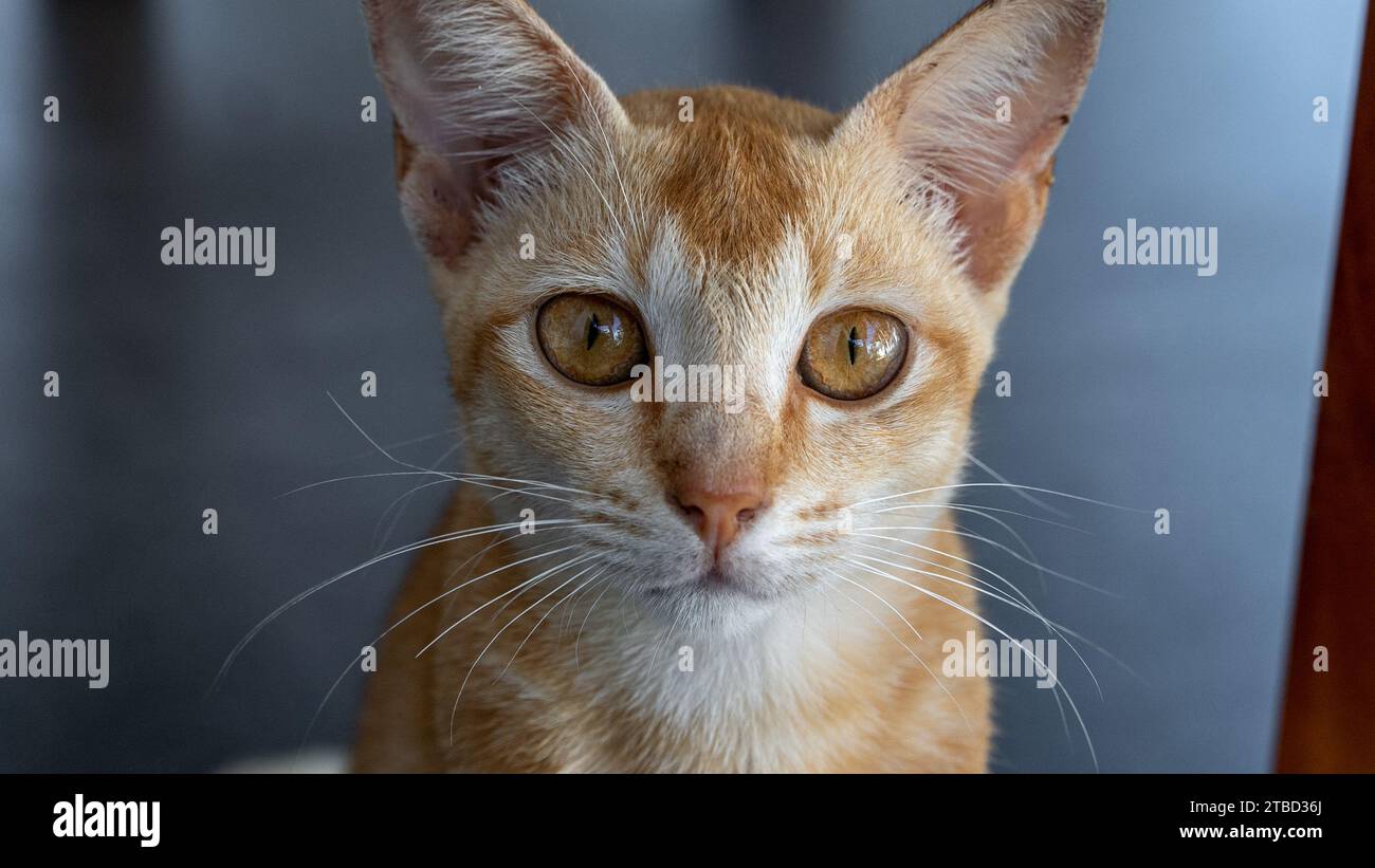 Beige and White Tabby Cat's Bold Eye in Macro Photography Stock Photo ...