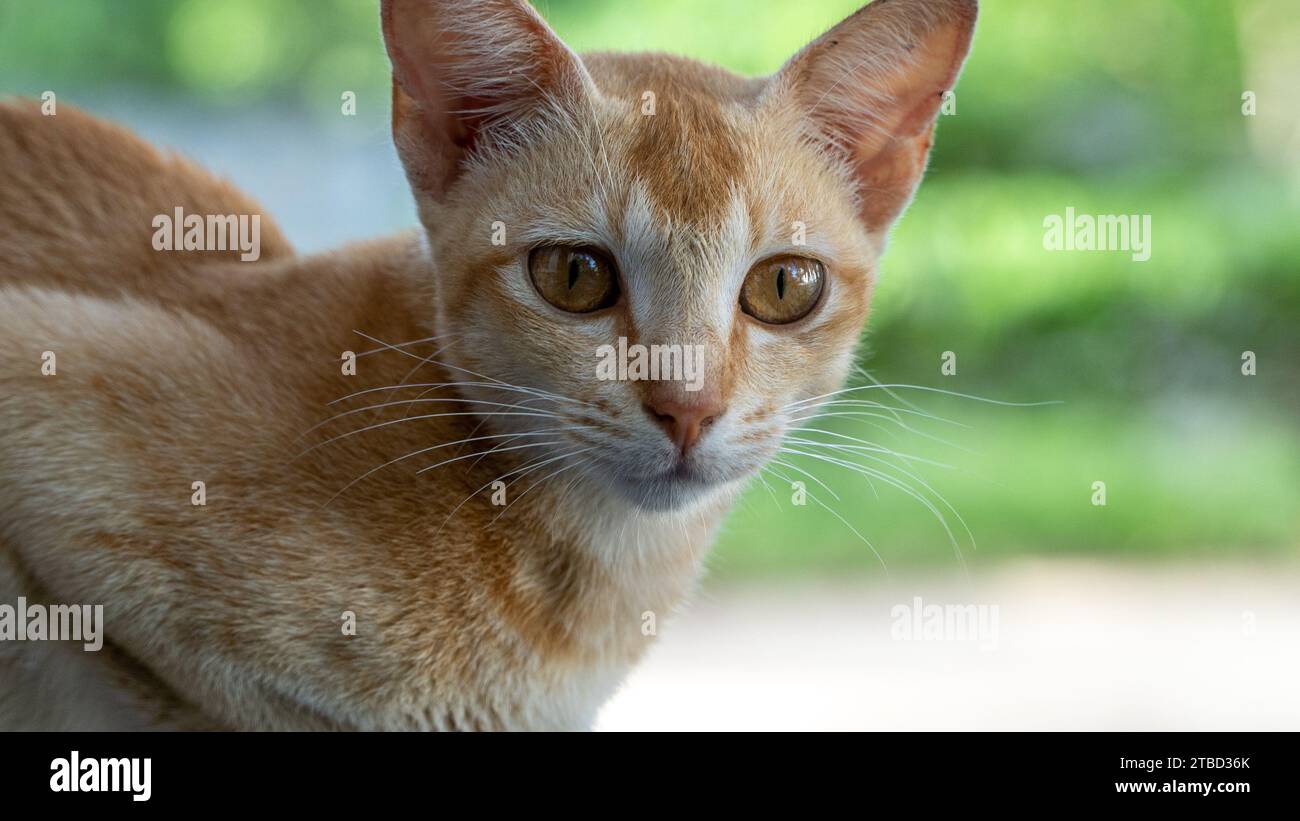 Hypnotic Emerald: Capturing the Mesmerizing Stare of a Beige and White ...