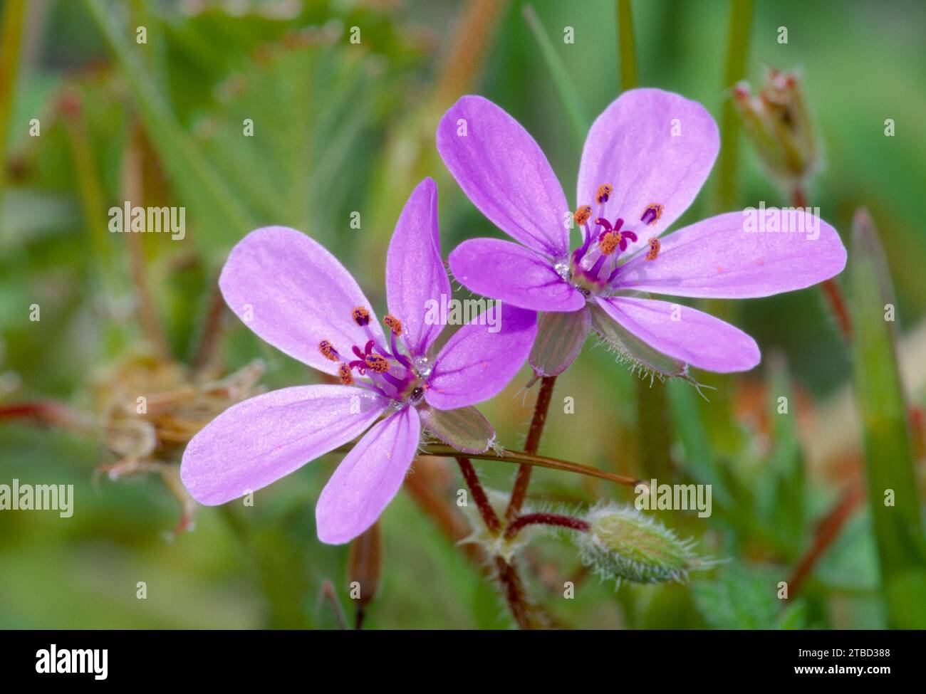 Common Storksbill (Erodium cicutarium) flowering on Machair grassland ...