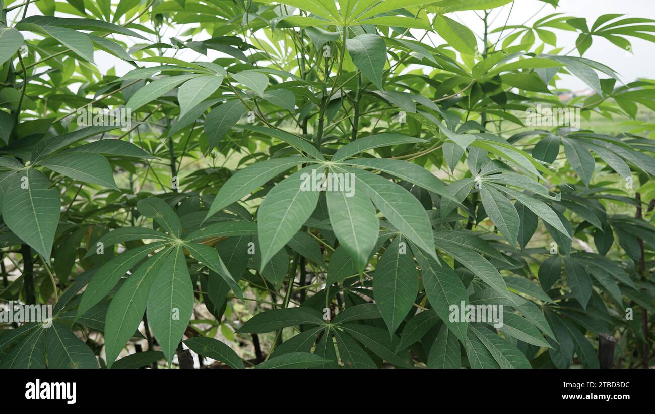 view of cassava leaves and cassava plants in the garden Stock Photo - Alamy