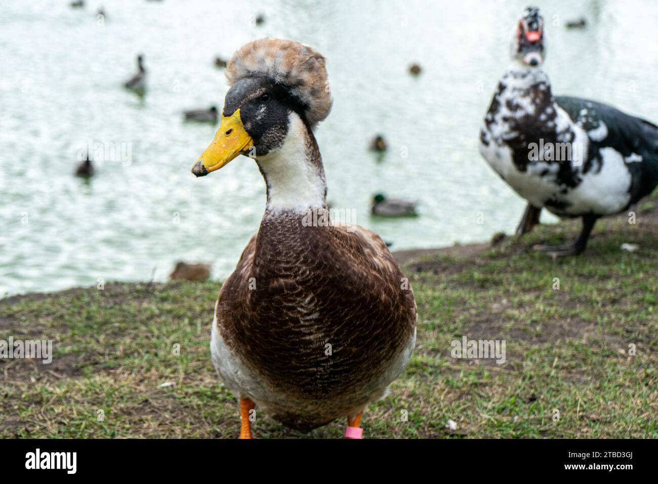 Crested Tufted Dutch Duck on the shore of a reservoir Stock Photo - Alamy