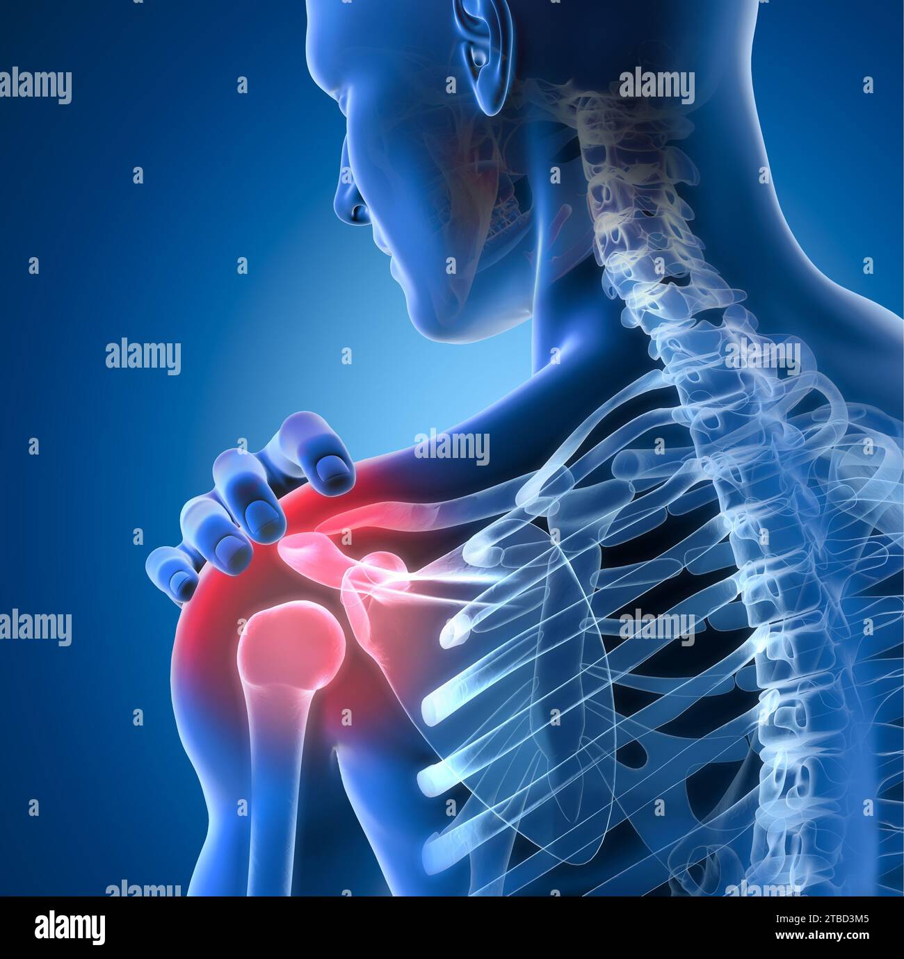 Rotator cuff muscles hi-res stock photography and images - Alamy