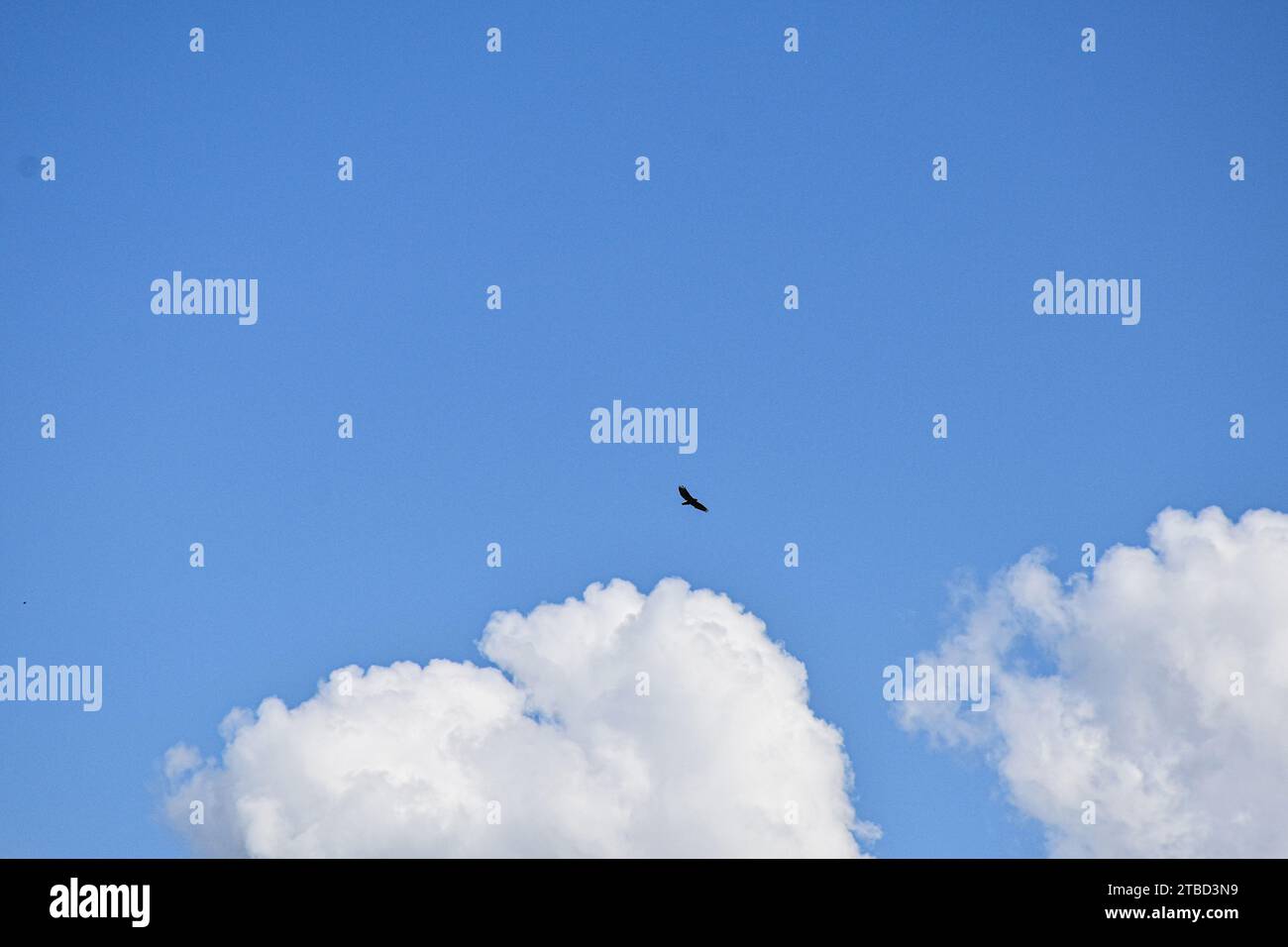 Black raven bird on blue care. The gray cloud above, the white cloud ...