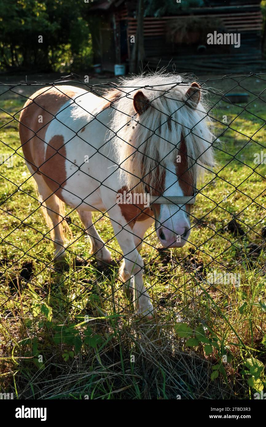 Horse pony. It stands in its yard surrounded by grass, woods, and ...