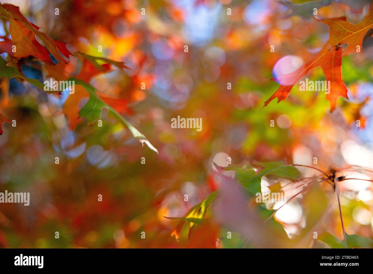 Fall colors in December at Red Bud Isle Park in Austin, Texas Stock ...