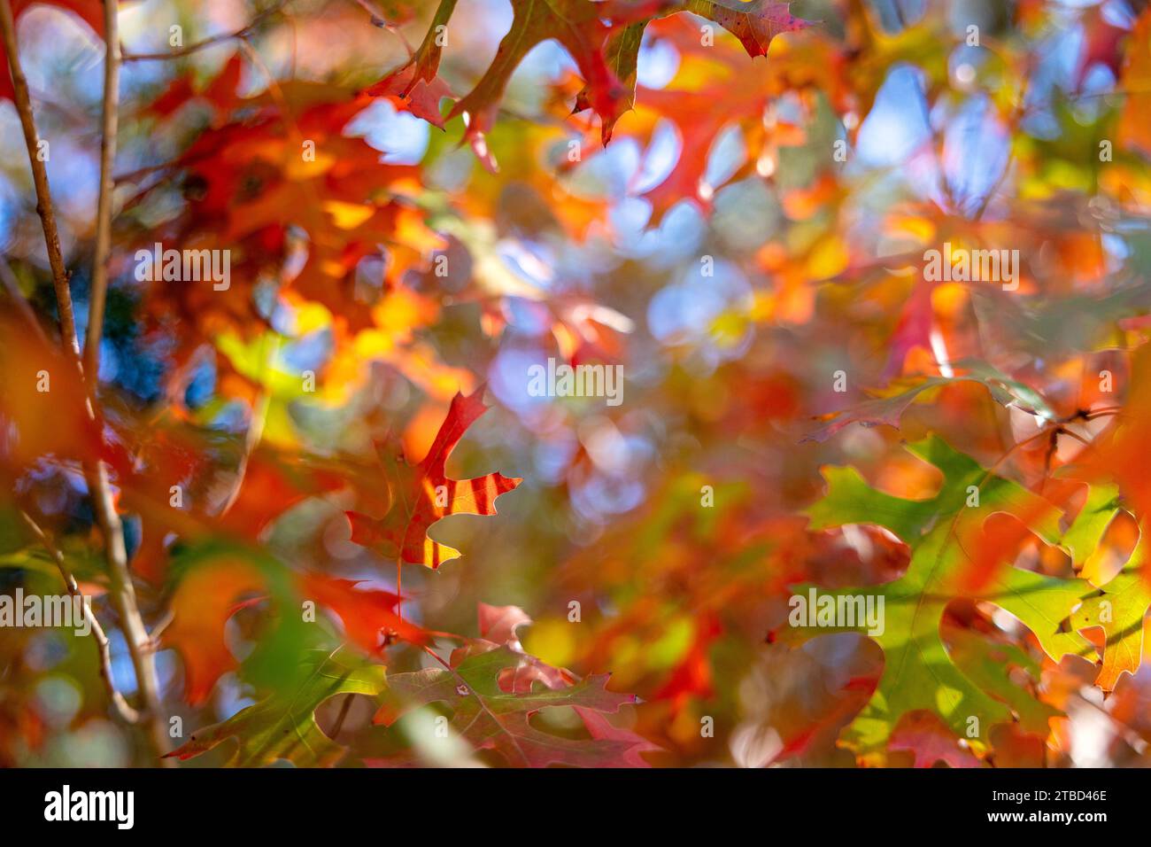 Fall colors in December at Red Bud Isle Park in Austin, Texas Stock ...