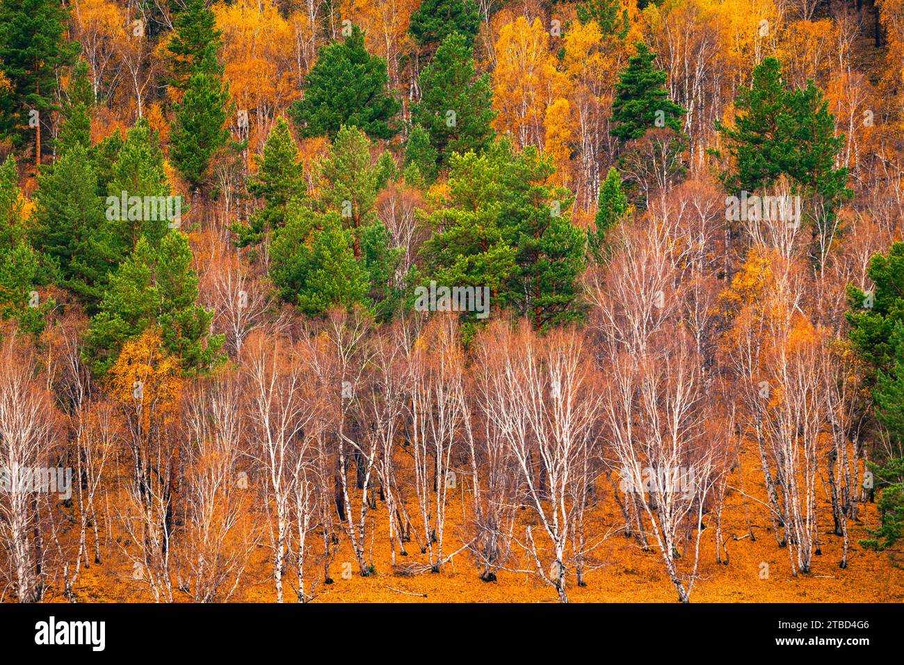 Mongolian fall hi-res stock photography and images - Alamy
